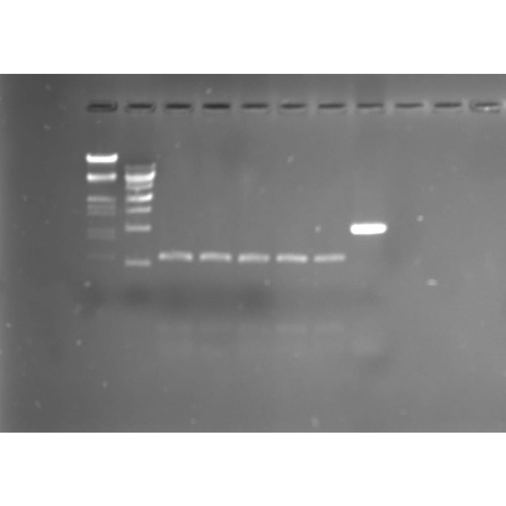 NOVA DYE Nucleic Acid Stain (1 ml) (10000X) - labmarket.com.tr