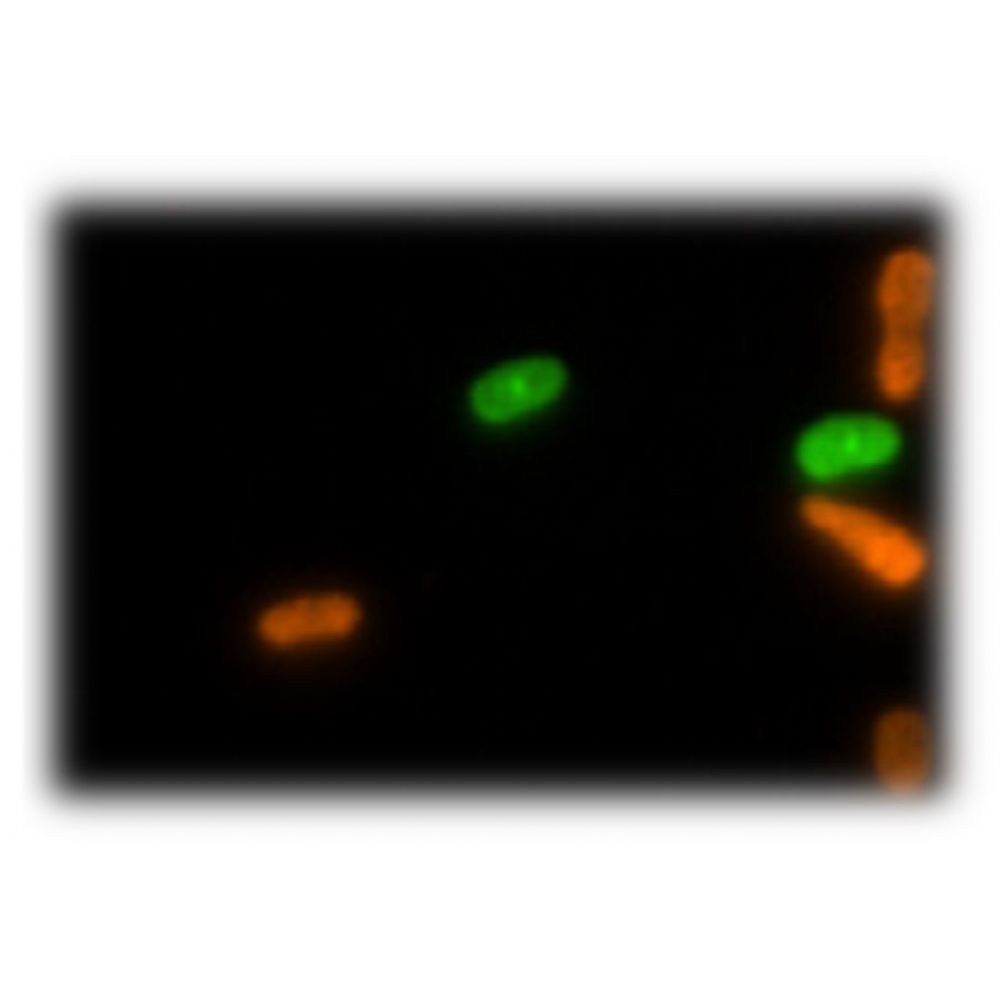 Cell Viability & Apoptosis Dual Kit (20 tests) - labmarket.com.tr